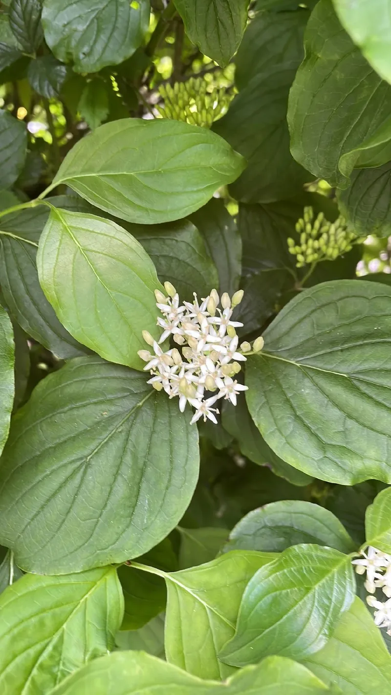 Significado De La Flor Del Cornejo El Cornejo Florido, Un Arbusto De