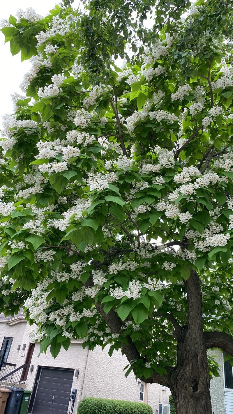 The Language and Meaning of Northern Catalpa Flowers: History and ...