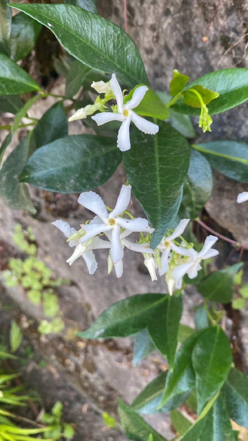 Discover the Enchanting World and Meaning of Star Jasmine Flowers