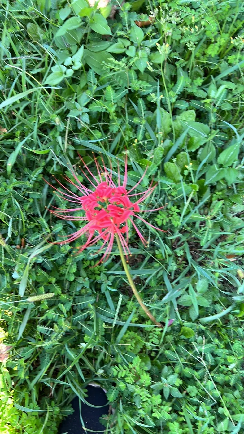 Flor Japonesa De La Muerte Flor Del Infierno Lycoris Radiata