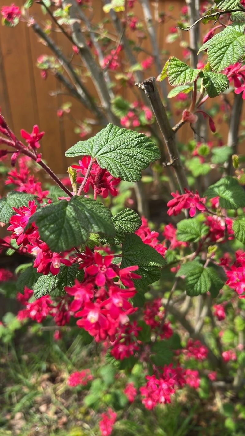 Discover the Charm and Symbolism of the Red Flowering Currant