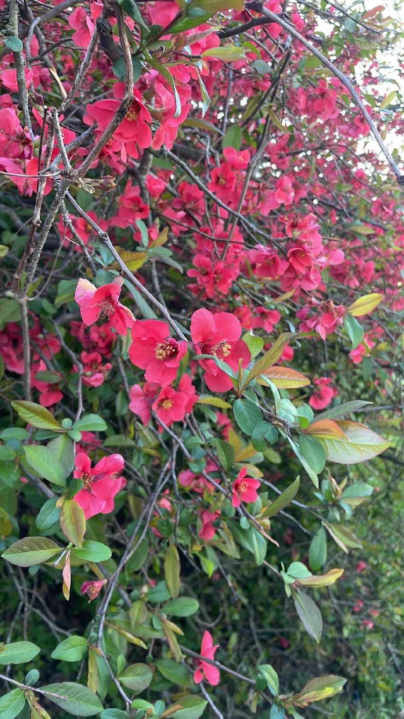 The Meaning and Significance of Flowering Quince in Culture and Floral Art