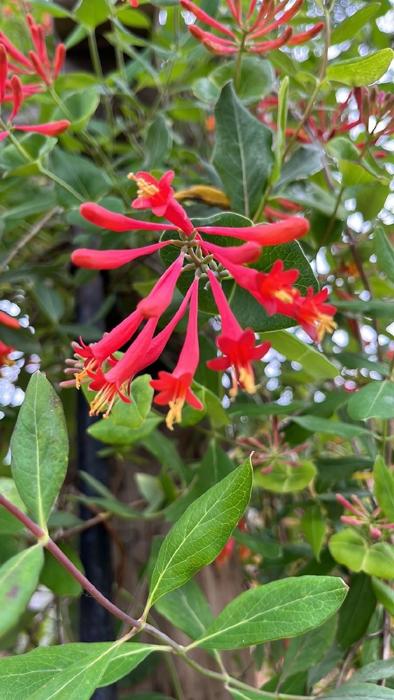 Unveiling the Magical World and Meaning of Trumpet Honeysuckle