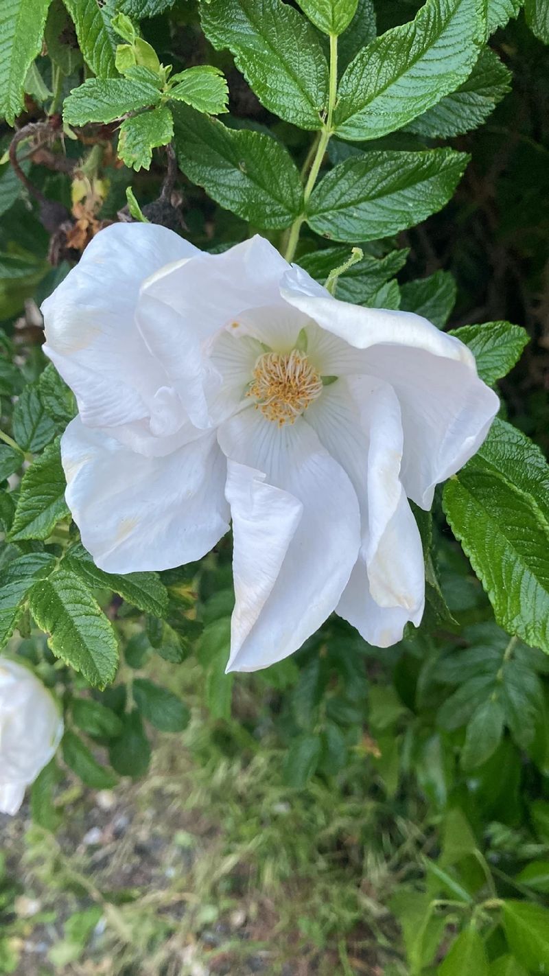 The Language and Meaning of Rugosa Rose: History, Culture, and Occasions