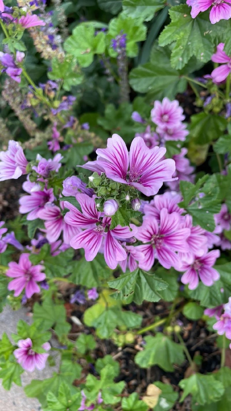 The Language and Meaning of the Enchanting Common Mallow Flower