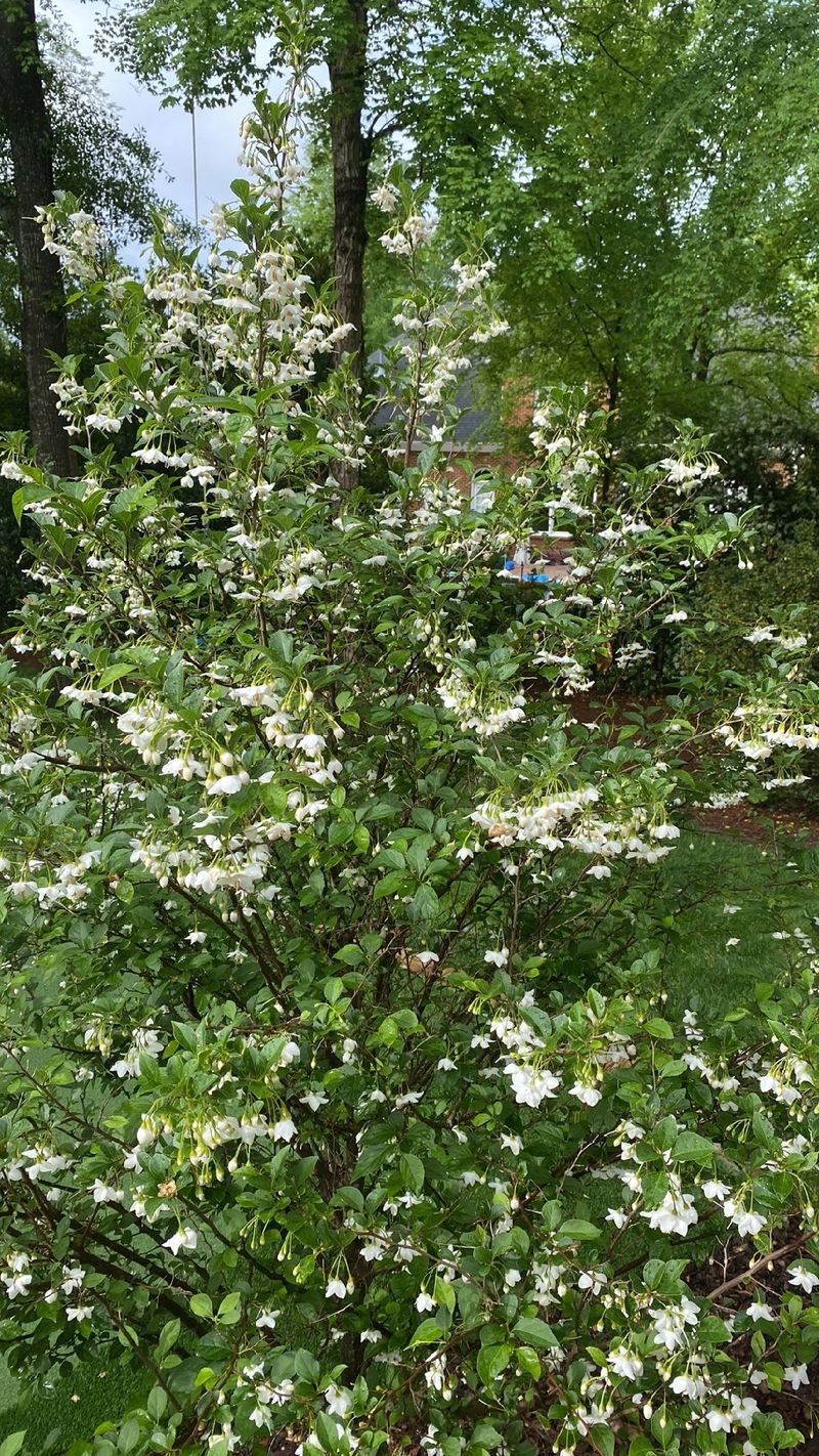 Exploring the Beauty and Symbolism of the Japanese Snowbell Flower