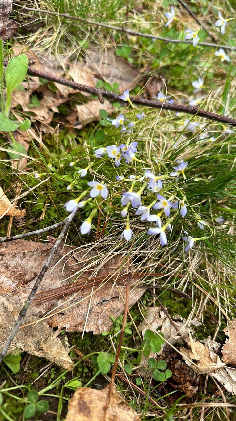 Azure Bluet: The Symbolism and Significance of This Charming Flower