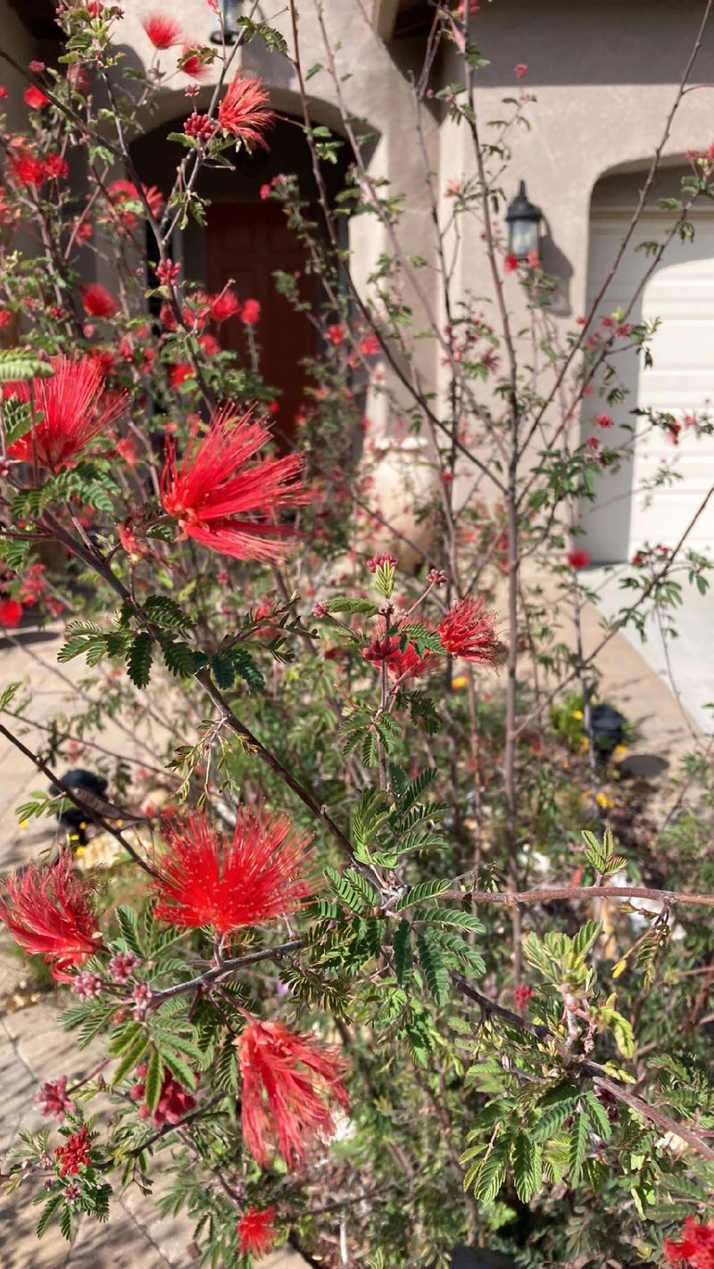 Discovering the Magic: The Language and Meaning of Fairy Duster Flowers