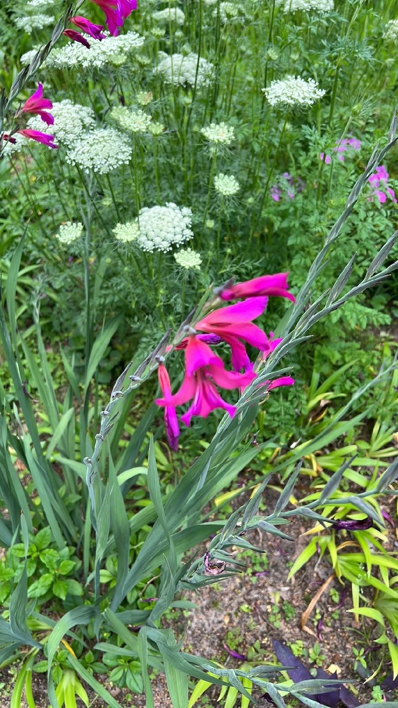 Discover the Meaning and Cultural Significance of the Common Corn-Flag ...