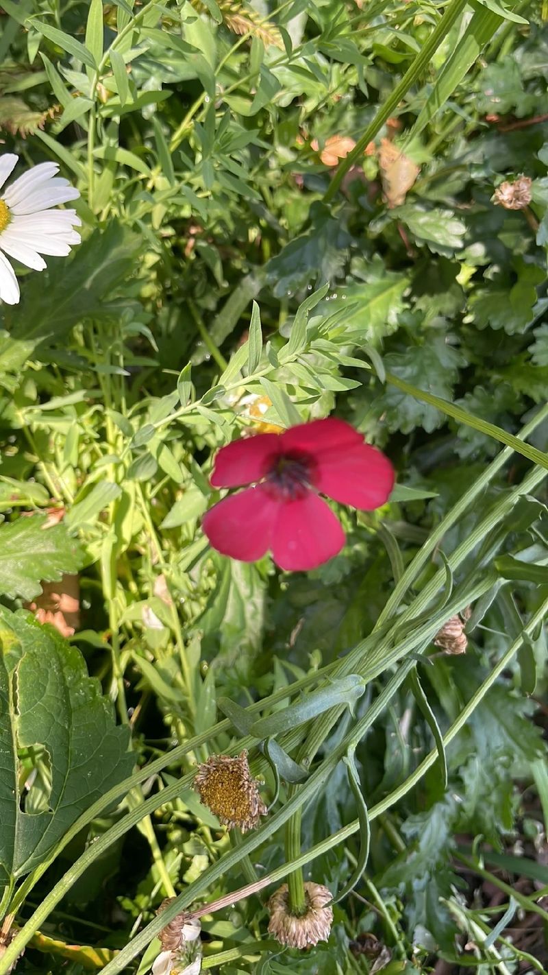 The Language and Meaning of Flax Flowers in History and Culture