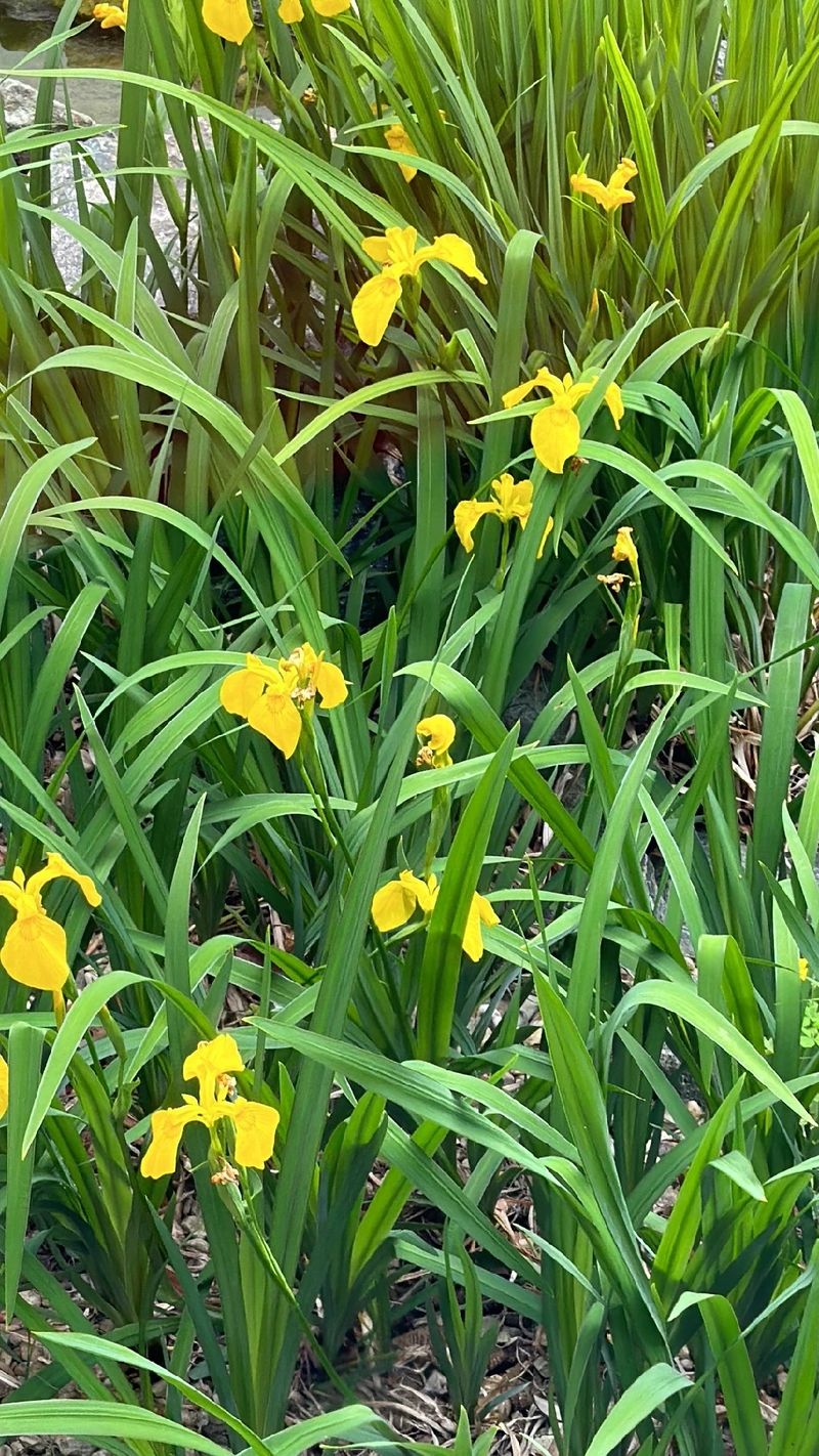 The Striking Beauty and Symbolism of the Yellow Flag Flower
