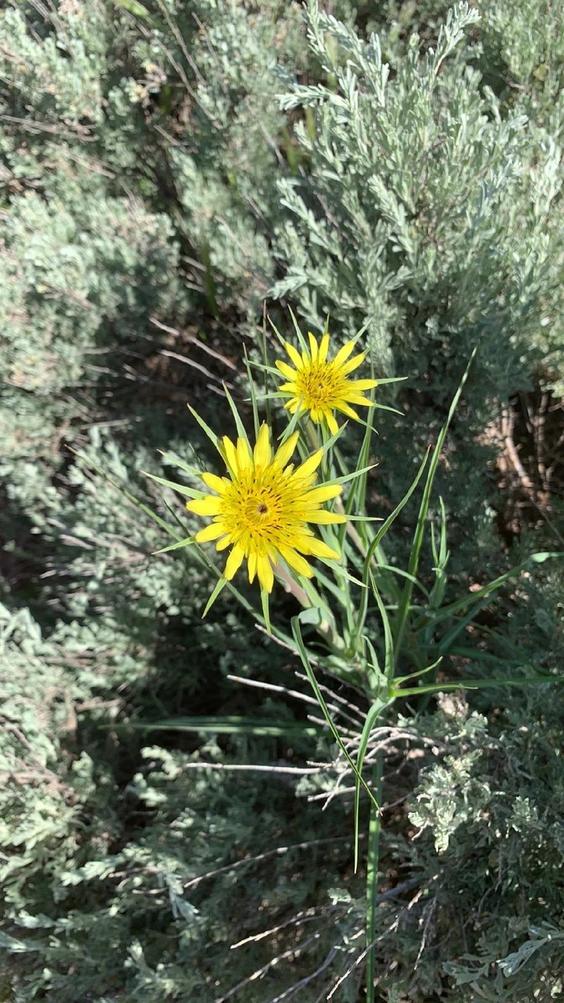 The Language and Meaning Behind the Yellow Salsify Flower