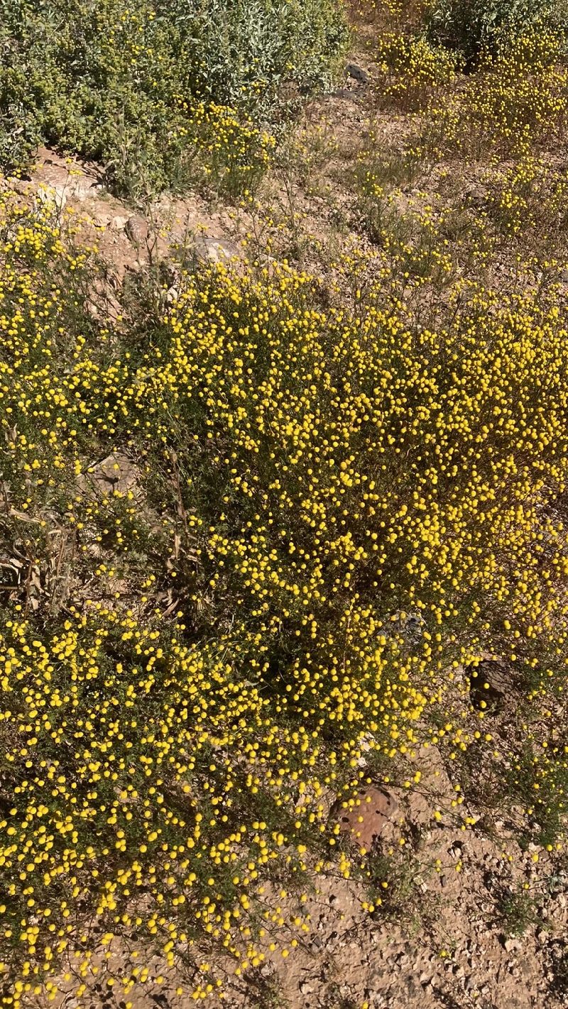 Exploring Stinknet: The Language and Meaning of This Unique Flower