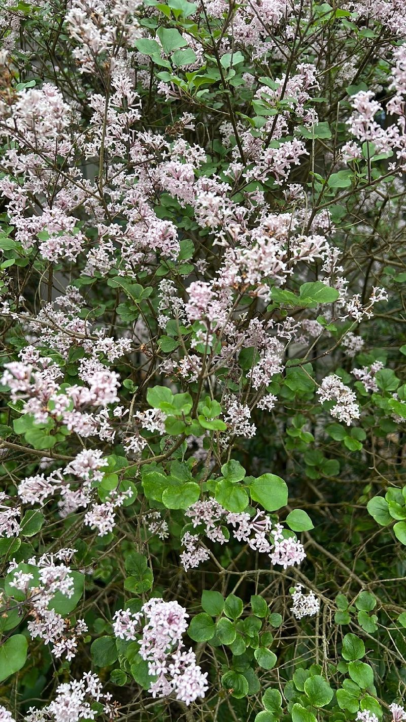 Unraveling the Mystery of Late Lilac: Symbolism, History, and Uses