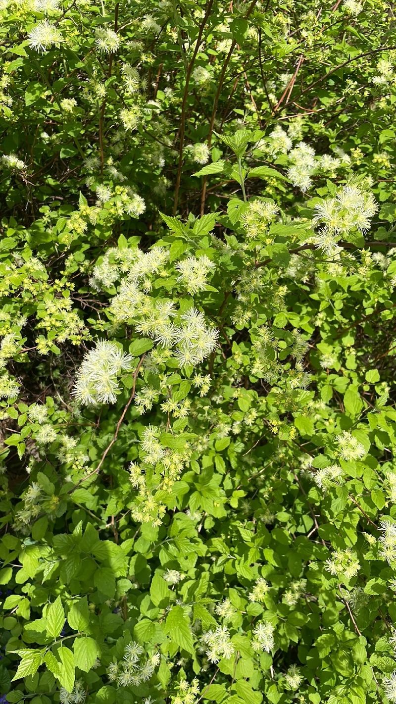 Unraveling the Mystique: The Symbolism and Significance of Devil's ...