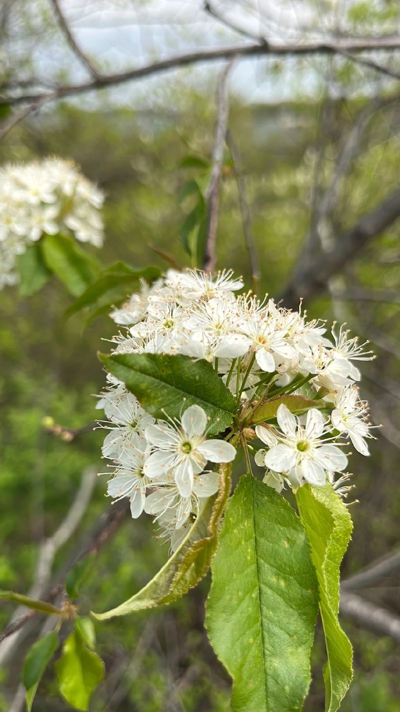 Discover the Charming Symbolism and Uses of the Pin Cherry Flower