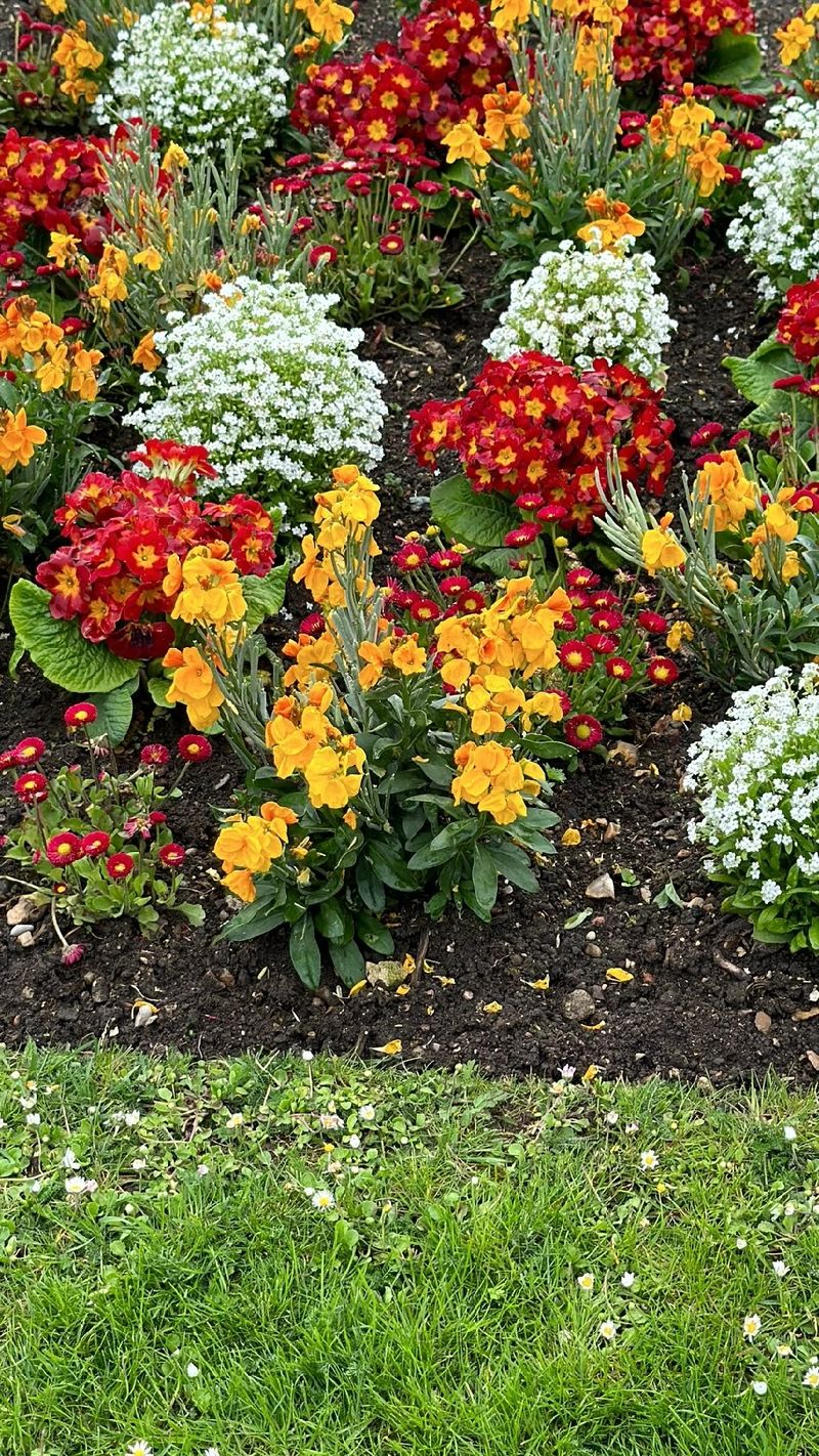 Explorando el significado y el encanto del Alelí Blanco