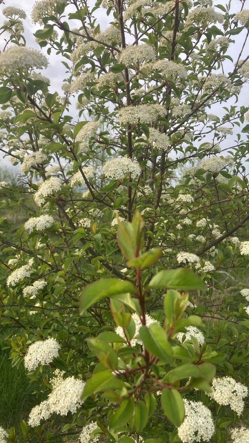 Explore the Beautiful Meaning and Symbolism of the Black Haw Flower