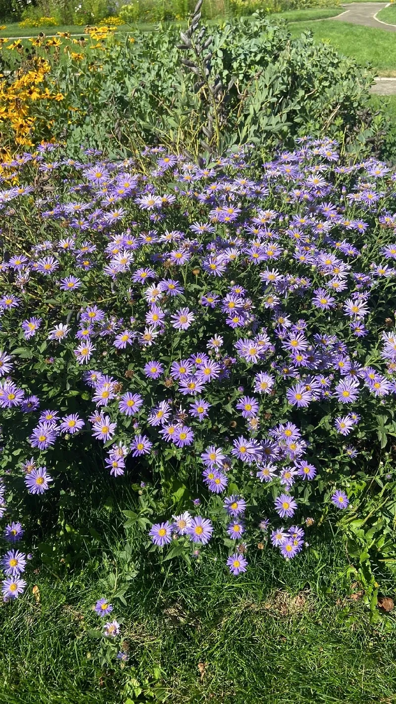 Michaelmas Daisy Meaning