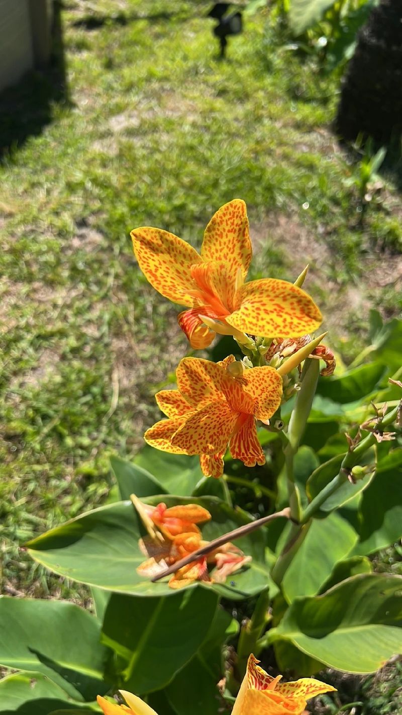 The Enigmatic Orchid Canna: Unveiling its Symbolism and Allure