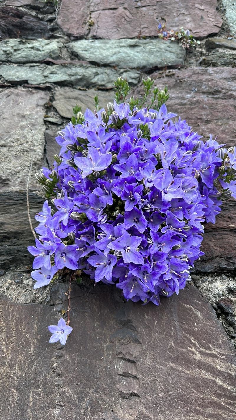 The Charm and Symbolism of the Italian Bellflower: A Timeless Beauty