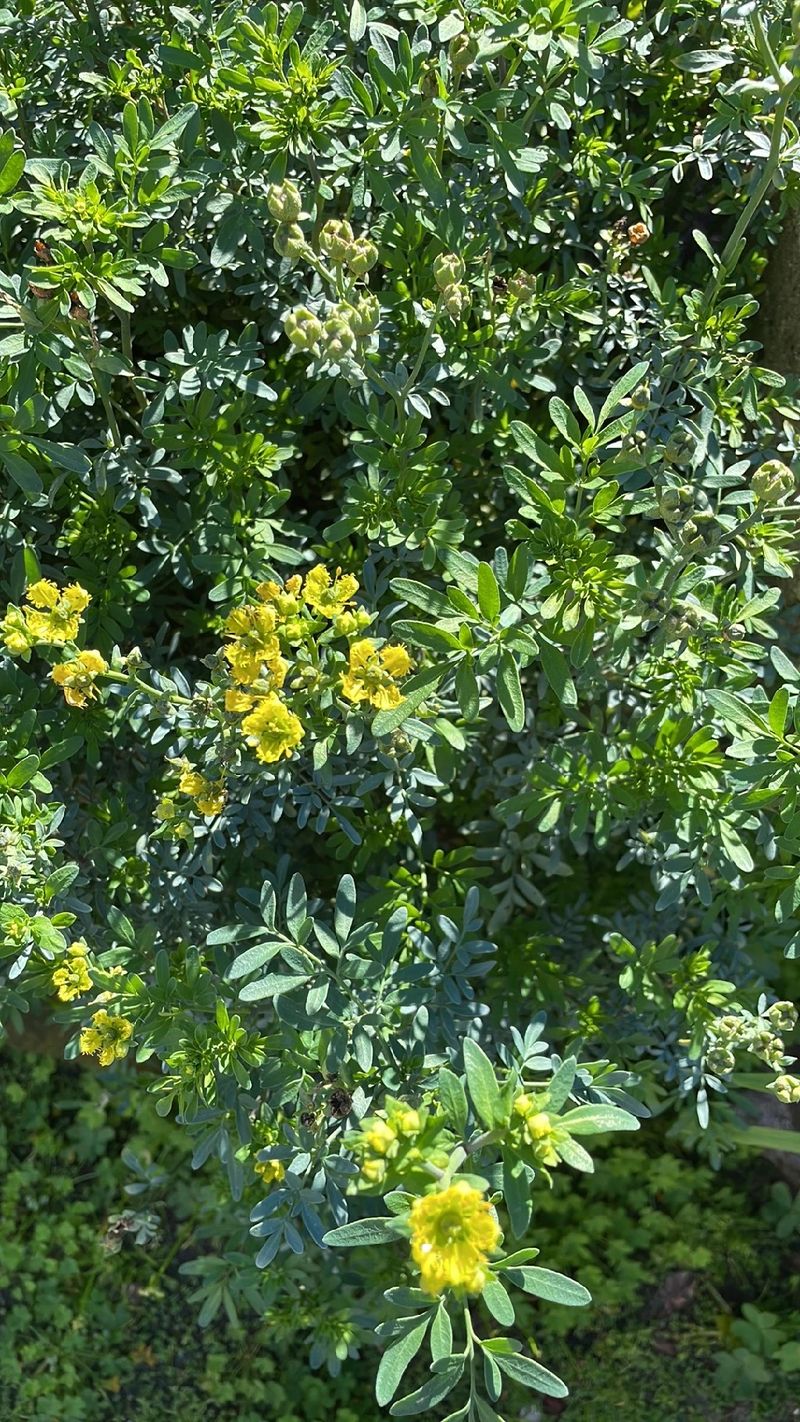 Discover the Enigmatic Beauty and Symbolism of Common Rue Flowers