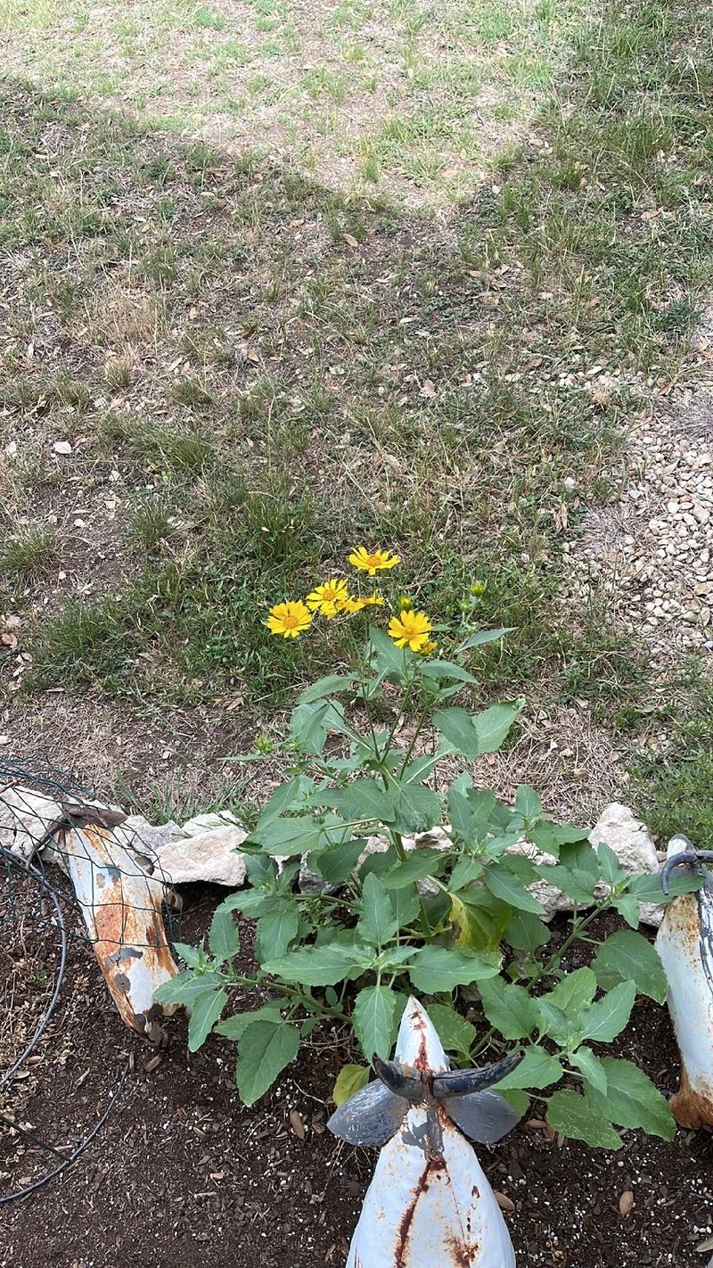 Discover the Allure and Symbolism of the Golden Crownbeard Flower