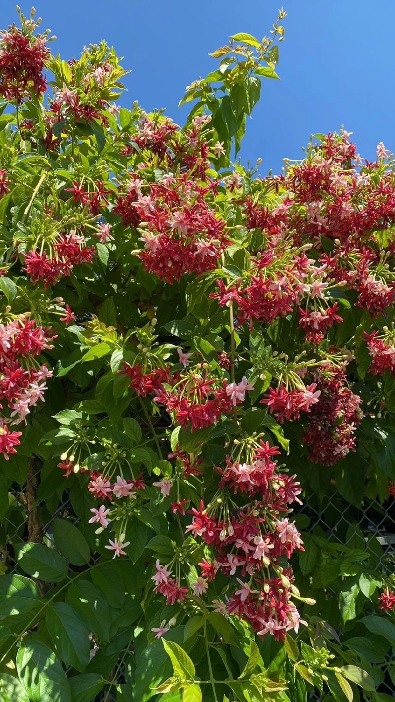 Exploring the Language and Meaning of Malabar Madhu Malati Flowers