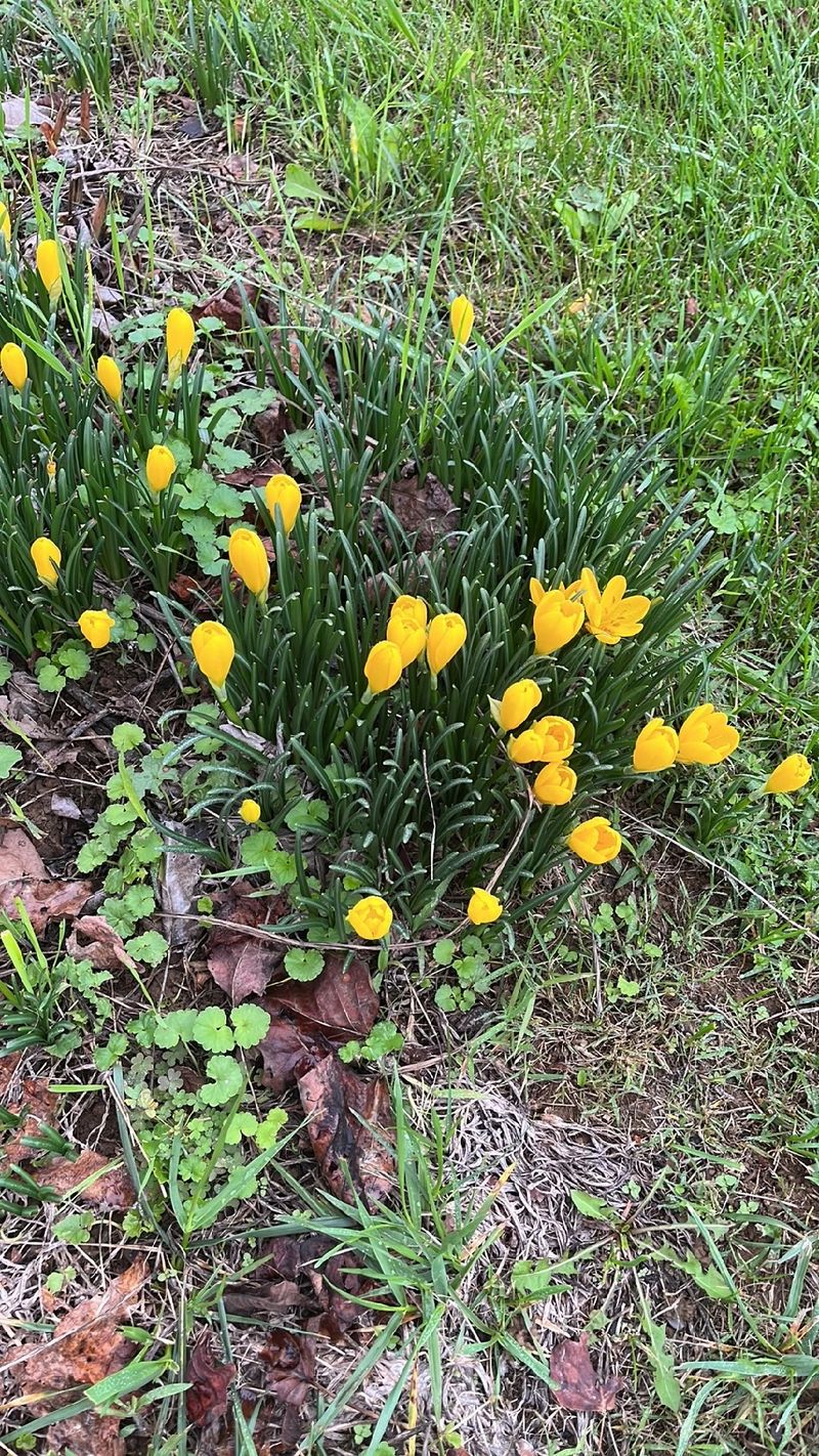 The Winter Daffodil: Unveiling the Meaning and Symbolism of Sternbergia ...