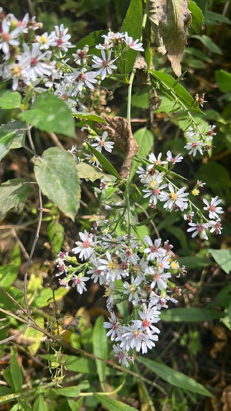 The Language and Meaning of Drummond's Aster: A Symbol of Endurance and ...