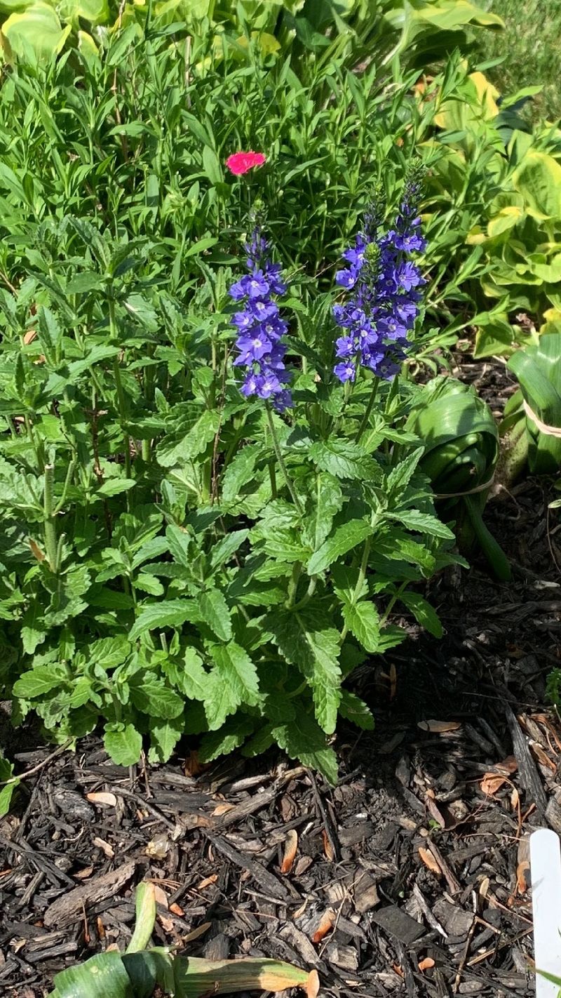 Discovering the Charm and Symbolism of Longleaf Speedwell Flowers