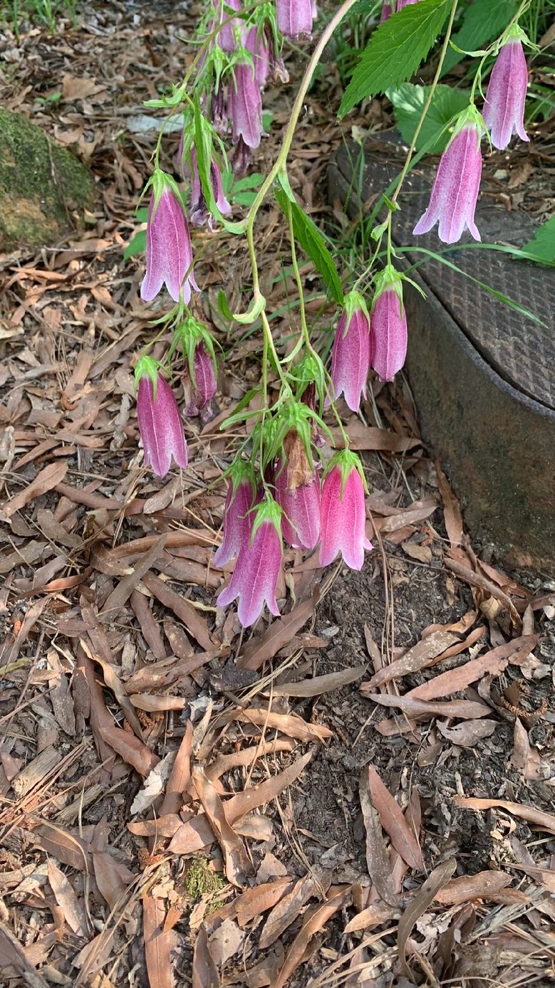 Discover the Charm and Symbolism of the Spotted Bellflower