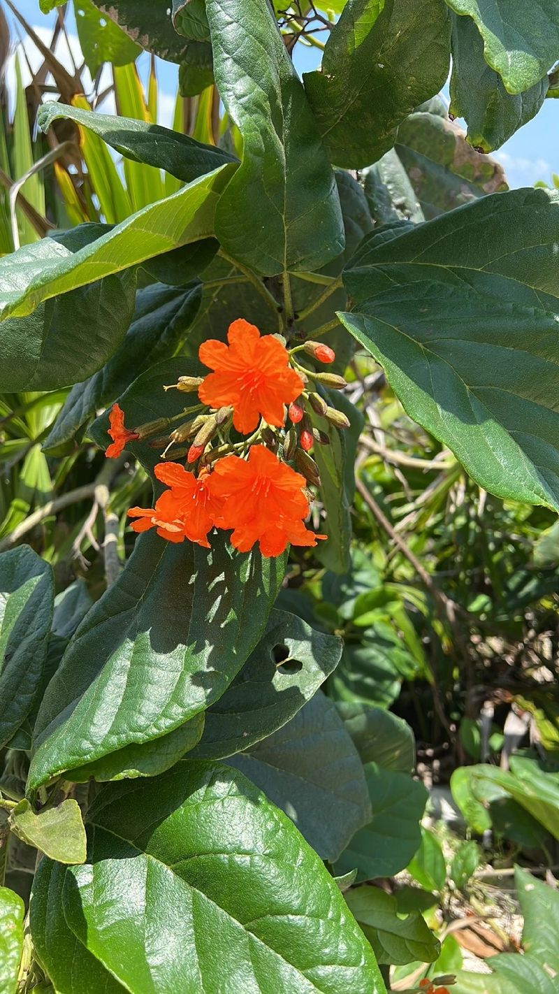 Unveiling the Symbolism and Significance of the Geiger Tree Flower