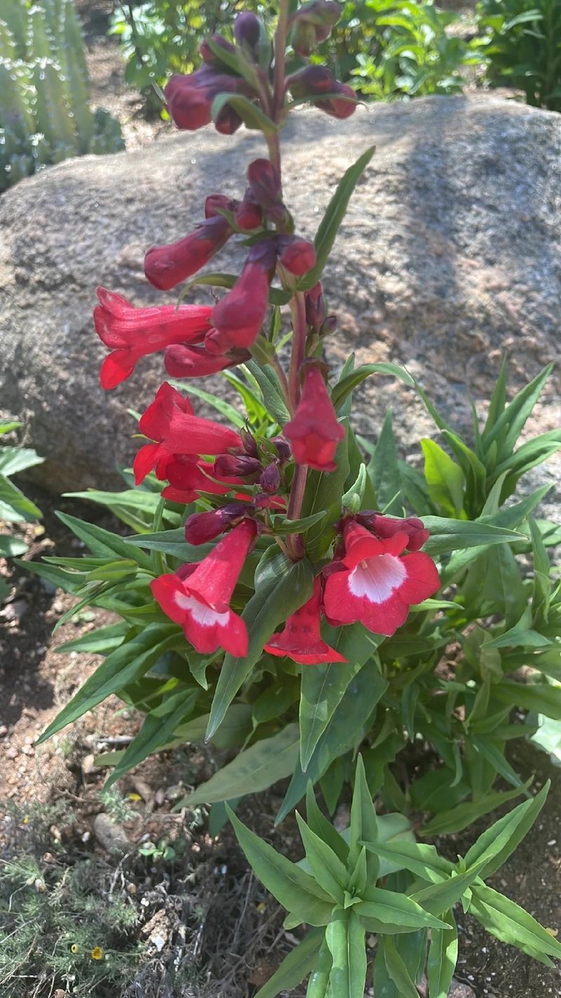 Discover the Symbolism and Allure of the Bellflower Beardtongue