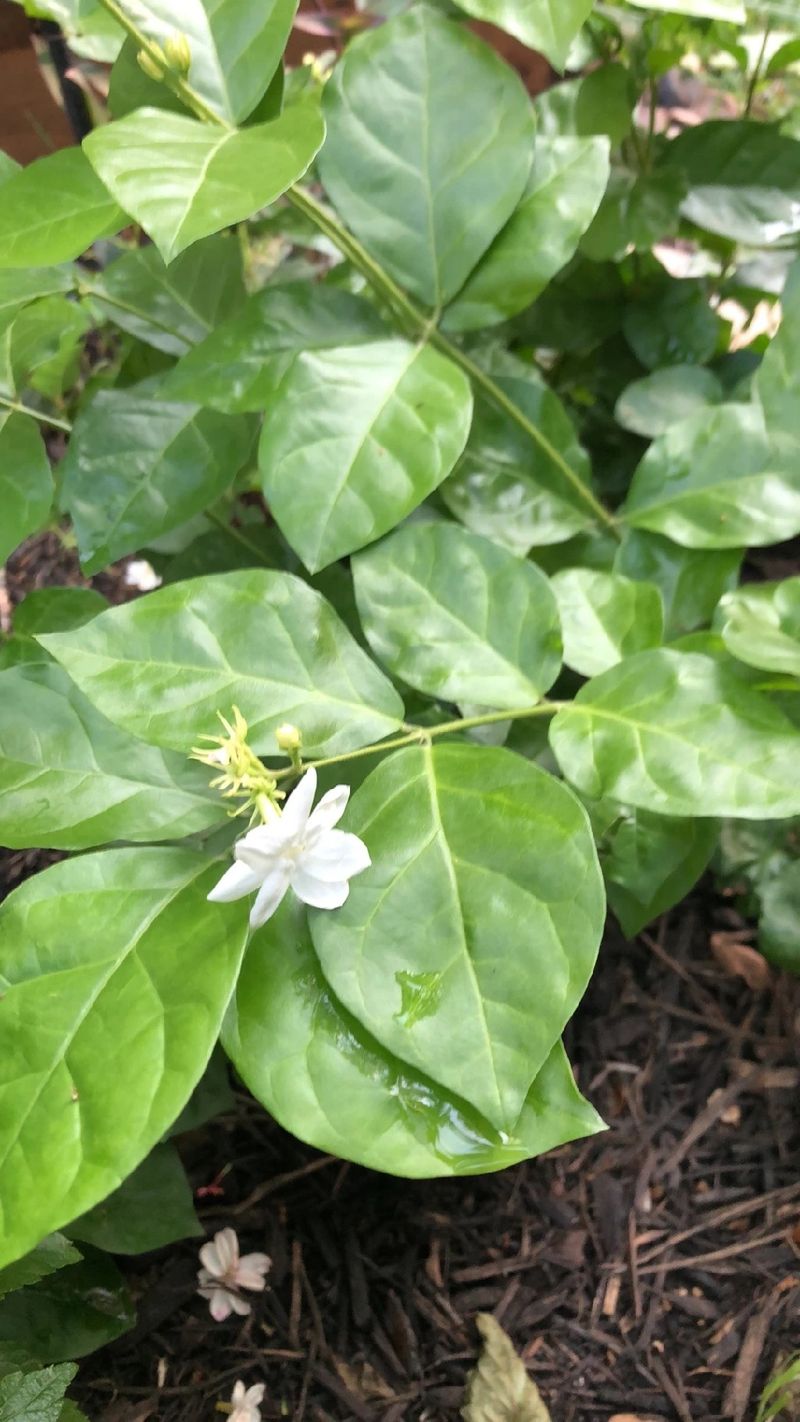 The Language and Meaning of Arabian Jasmine: Symbolism and Uses