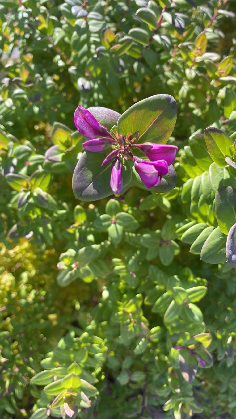 Exploring the Symbolism and Allure of Shrub Lespedeza Flowers