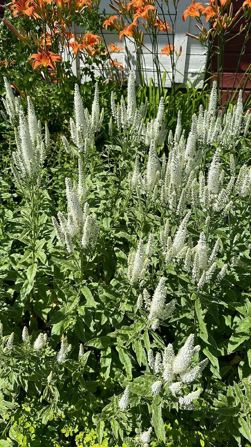 Exploring the Symbolism and Significance of Culver's Root Flowers