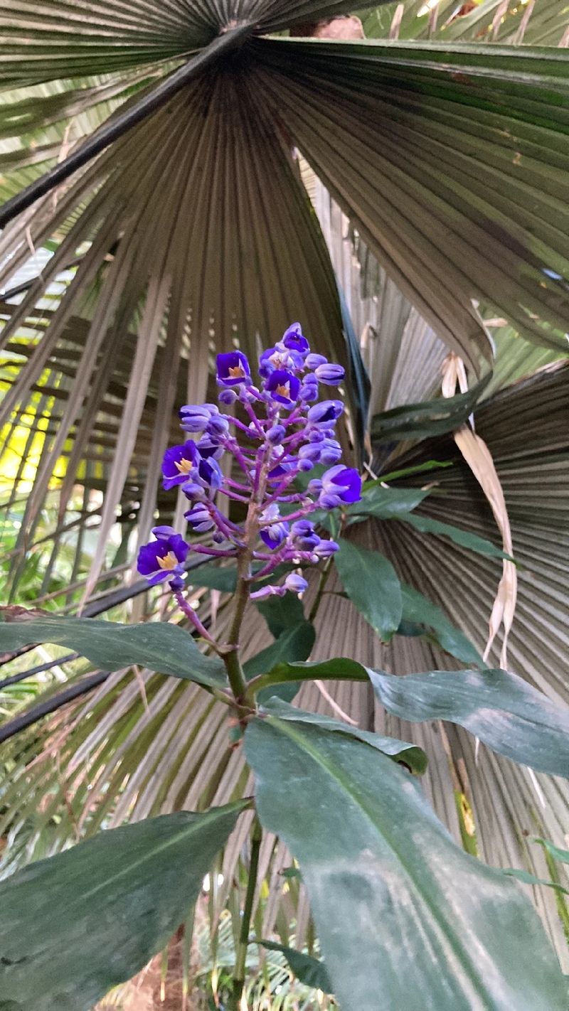 Exploring the Language and Meaning of East Asian Pollia Flowers