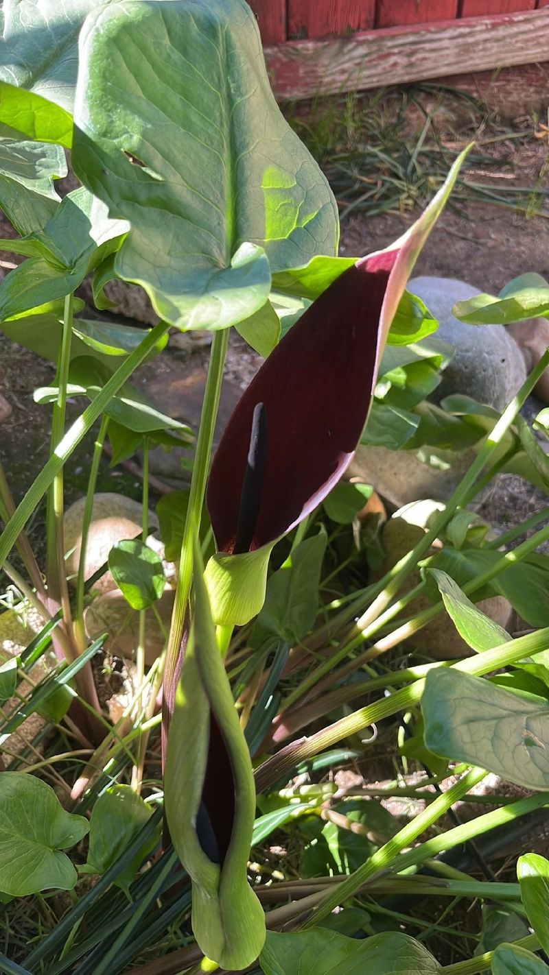 Descubre el Significado y el Encanto de la Cala Negra