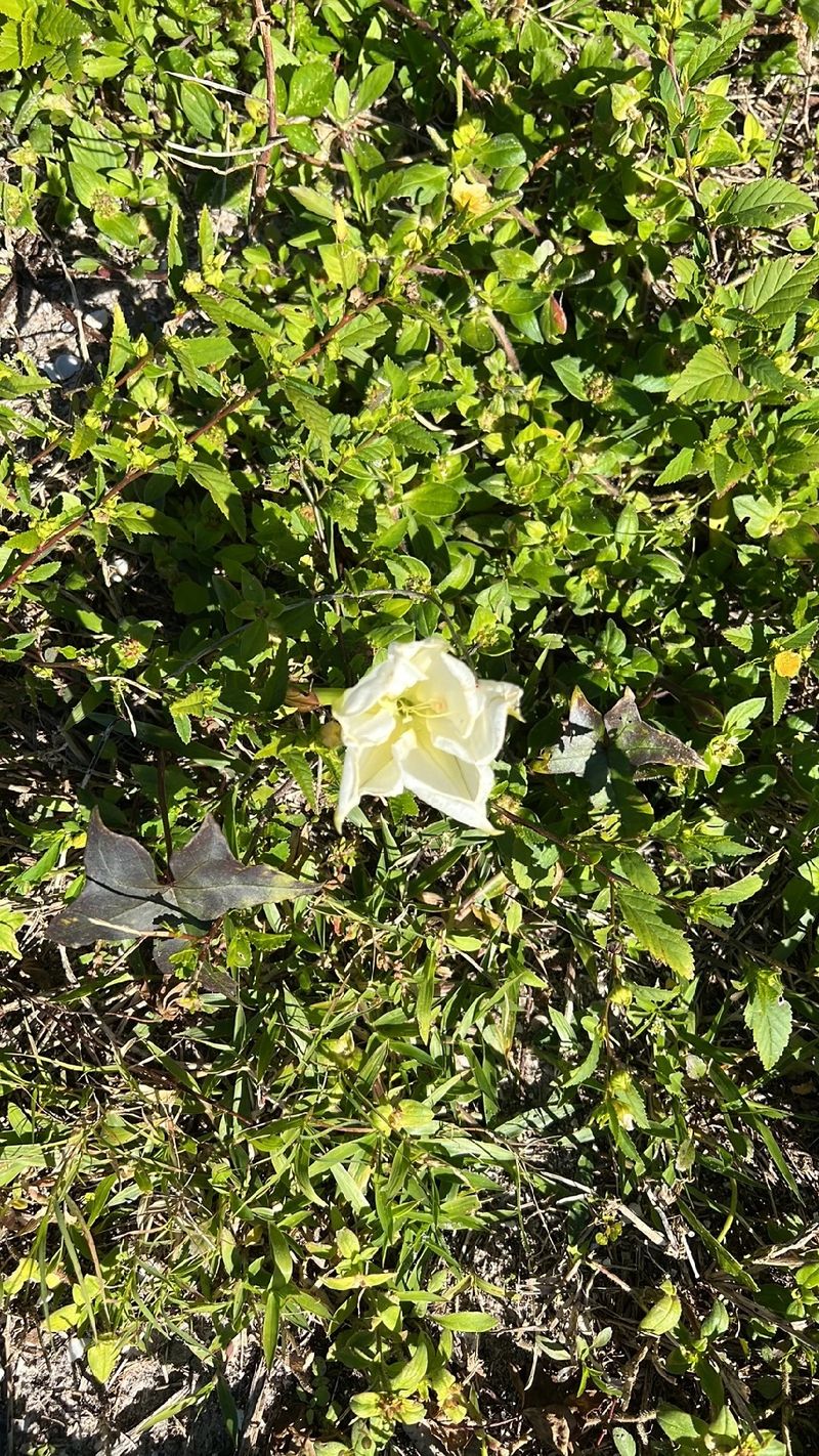 Flor de la luna: Significado y Simbolismo de esta Hermosa Flor Nocturna