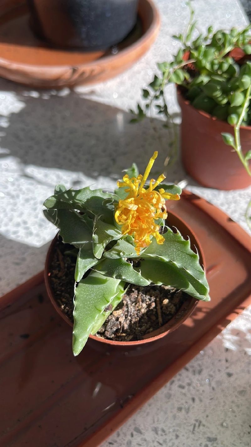Exploring the Symbolism and Significance of Tiger's Jaw Flower