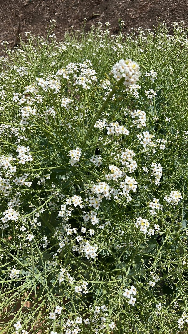 Unraveling the Beauty and Symbolism of Sea Kale Flowers
