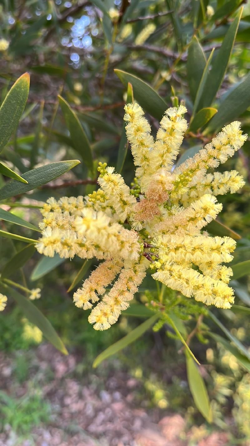 Exploring the Meaning and Symbolism of the Punk Tree Blossom