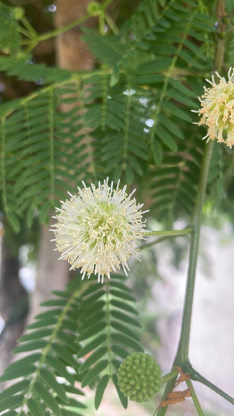 El Significado y Lenguaje del Guaje: Historia y Usos Florales