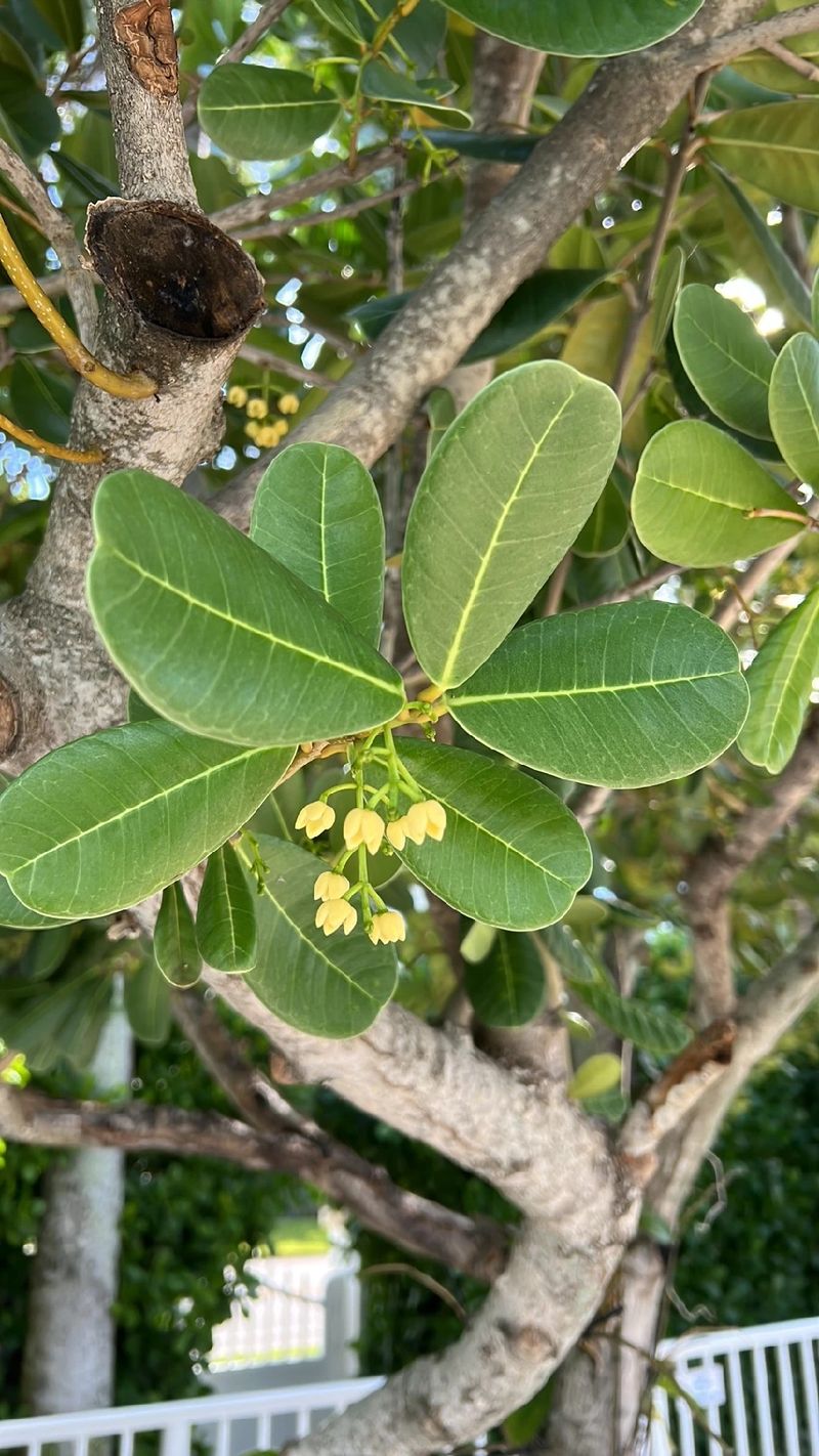 Discover the Language and Meaning of the Enigmatic Tamanu Flower