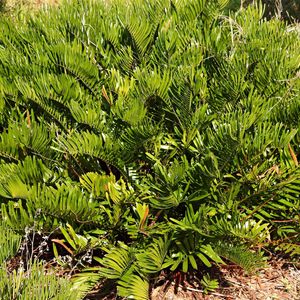 How to Grow and Care for Coontie