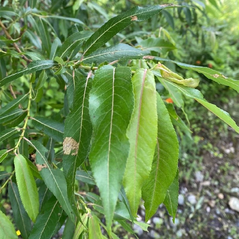 How Much Sunlight Does Missouri river willow Need?