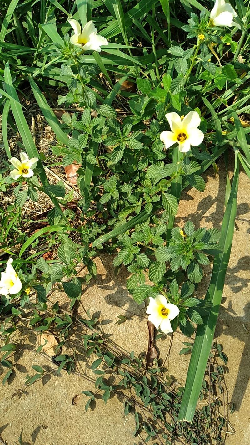 Unveiling the Meaning and Symbolism of the White Buttercup