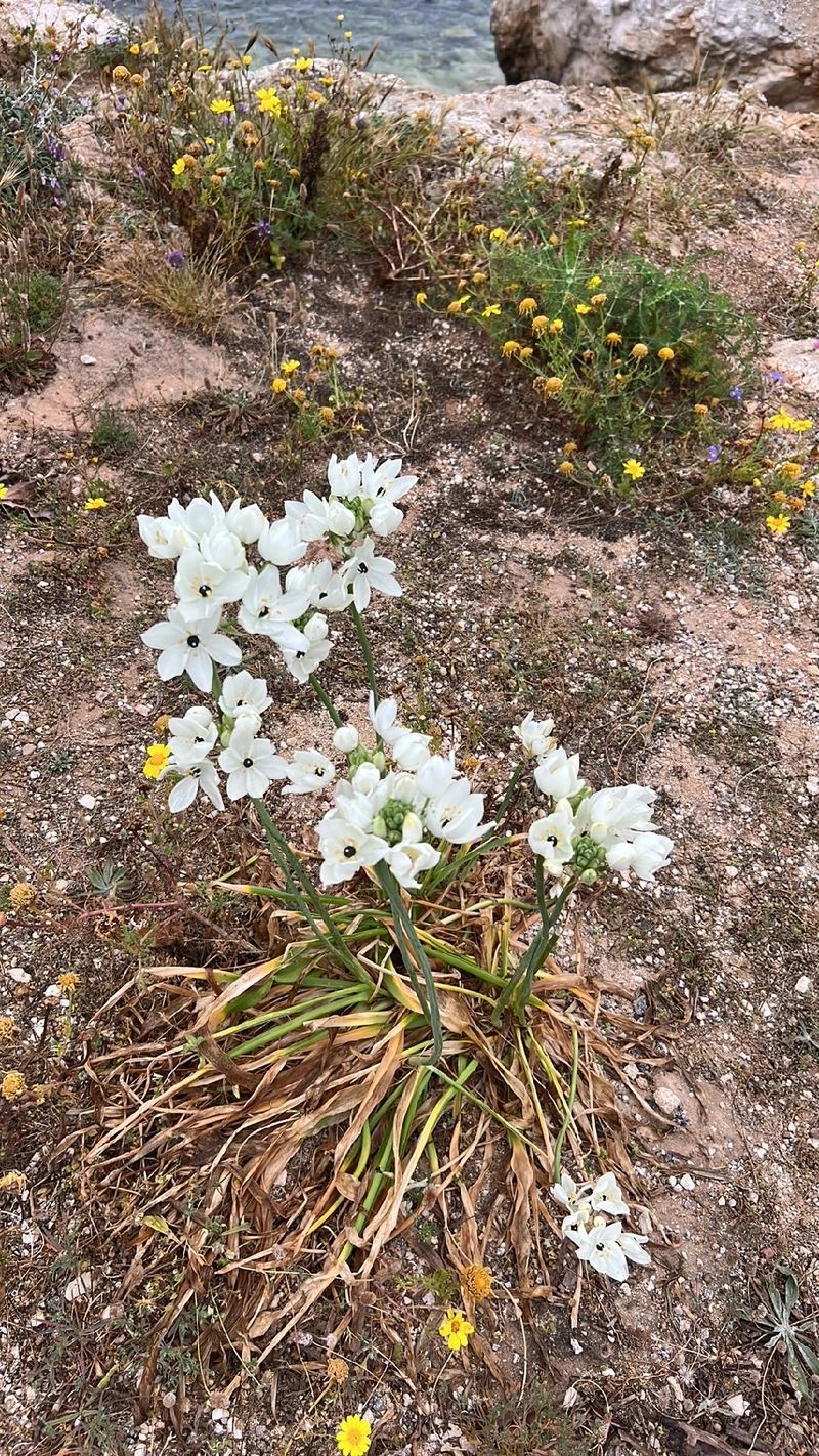 Exploring the Allure and Symbolism of the Beautiful Arabian Starflower
