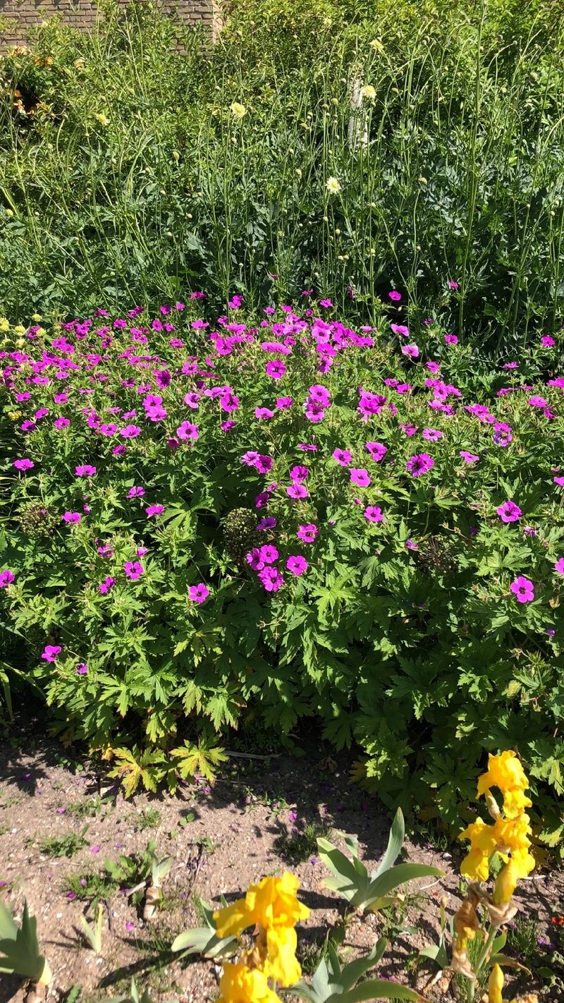 Unveiling the Beauty and Symbolism of Wood Crane's-Bill Flowers